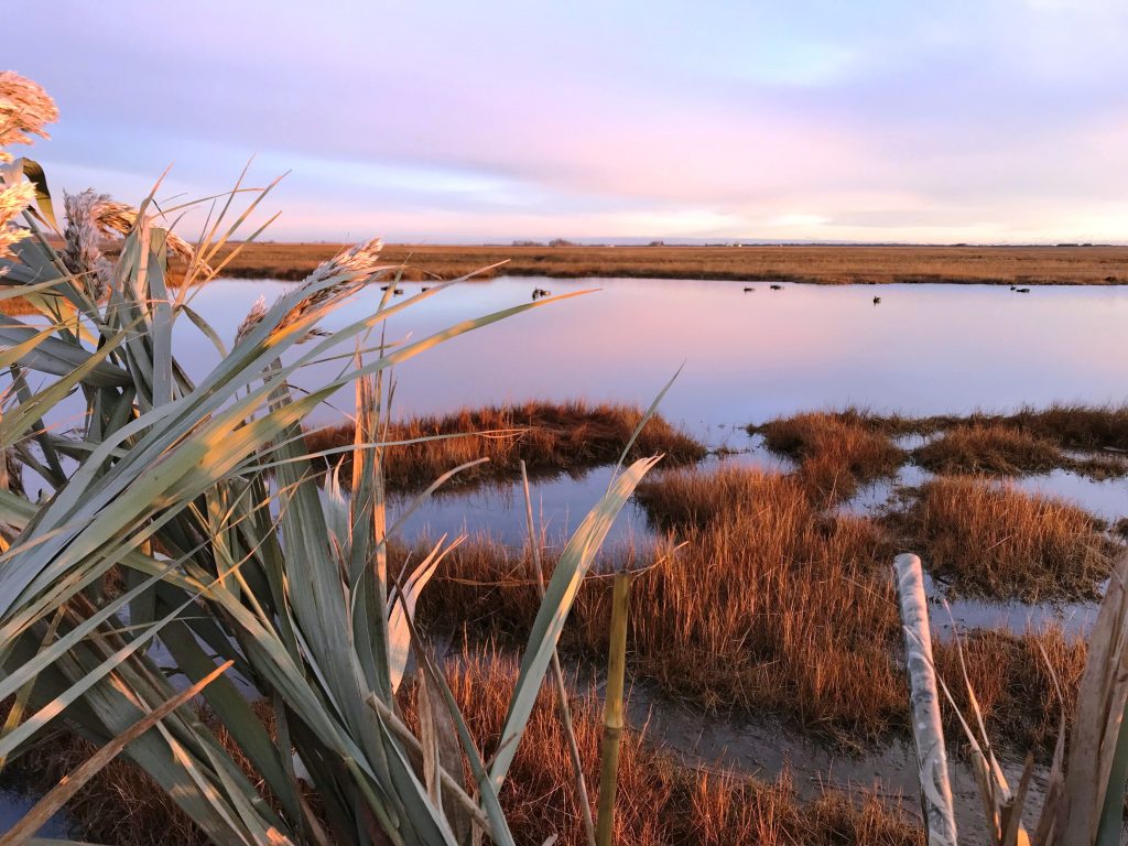 Duck Hunting on the Great Marsh, Massachusetts North Shore (2019 ...